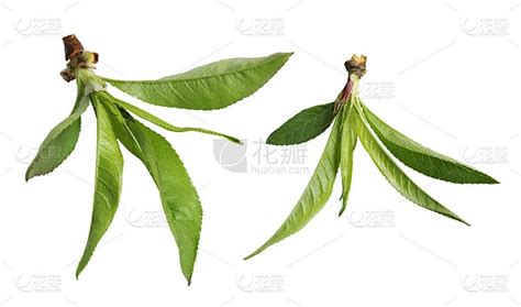 樱桃叶素材 花瓣网