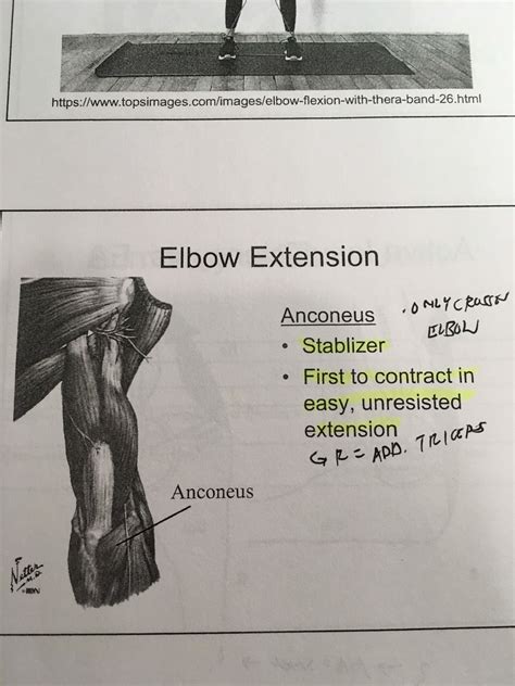 Kinesiology Elbow Extension Diagram Quizlet