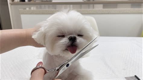 혀 나온 강아지 셀프 미용하기 ️🐶ㅣ말티즈 셀프 미용 Youtube
