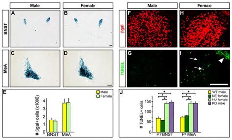 Estrogen Masculinizes Neural Pathways And Sex Specific Behaviors PMC