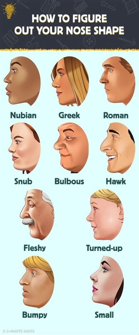 Different Nose Shapes Face Proportions Shape Chart Anatomy Of The Nose