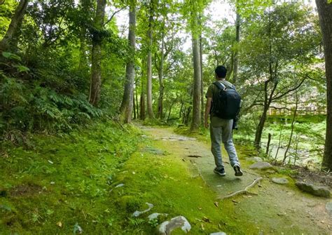 Shinrin Yoku Japan Where To Experience Forest Bathing Japanspecialist