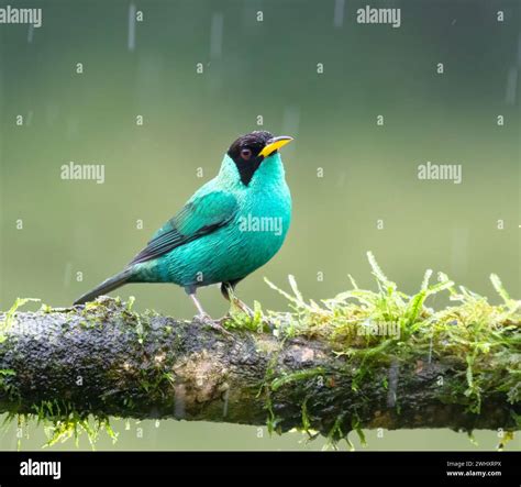 Green Honeycreeper Chlorophanes Spiza Male Laguna Del Lagarto Eco