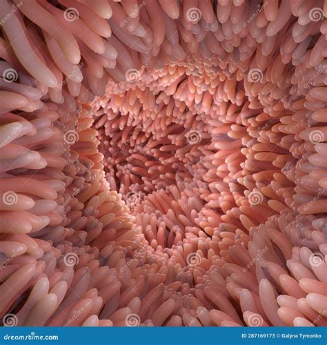 3d Rendering Medically Accurate Illustration Of Intestinal Villi Red