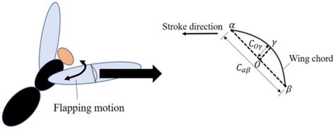 Schematic Diagram Of Camber Deformation Of Insect Wings Given By Download Scientific Diagram