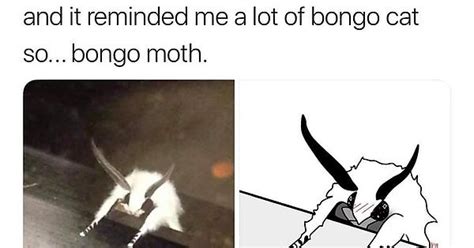 Bongo Moth Album On Imgur