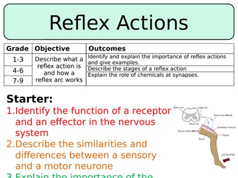 New Aqa Gcse Trilogy 2016 Biology Reflex Actions Teaching Resources