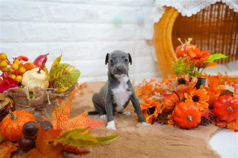 이탈리안그레이하운드분양 사랑스러운 애기 강아지 스타 웰시코기분양 프렌치불독분양 보스턴테리어분양 이탈리안그레이하운드분양 베들링턴테리어분양 셔틀랜드쉽독분양 코카스파니엘분양