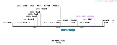 Addgene Pgadt7 Gw Sequences