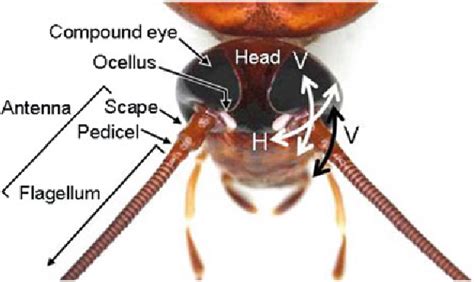 Figure 1 From Cockroach Antennae Semantic Scholar