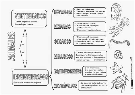 Ciencias Naturales Mapa Conceptual Nutricion Invertebrados Images