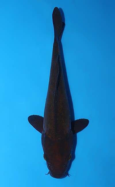 Doitsu Chagoi Koi X0626a050 Maruhiro Koi Farm