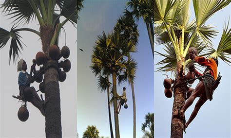 About Tati Chettu Palm Tree News