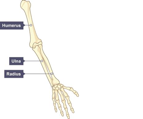 Human Radius And Ulna
