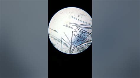Cooper Chlorydecucl2 Crystals At The Microscopy Youtube