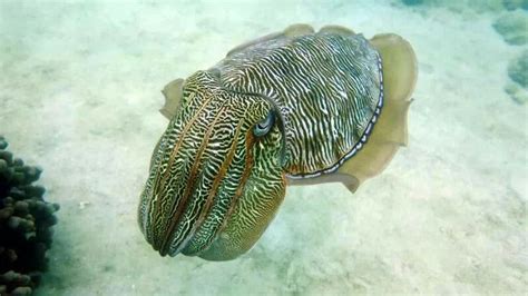 Cuttlefish Resting On Ocean Floor