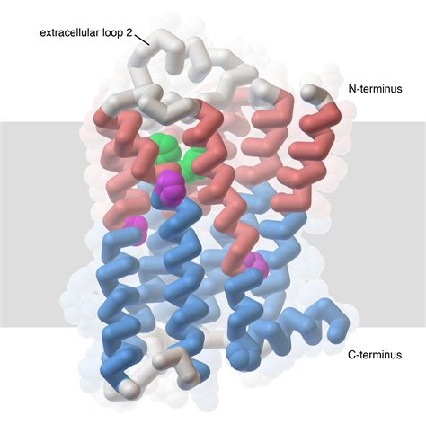 【pdb 101】2012年5月 结构生物学亮点：g蛋白偶联受体【搬运·翻译】 哔哩哔哩