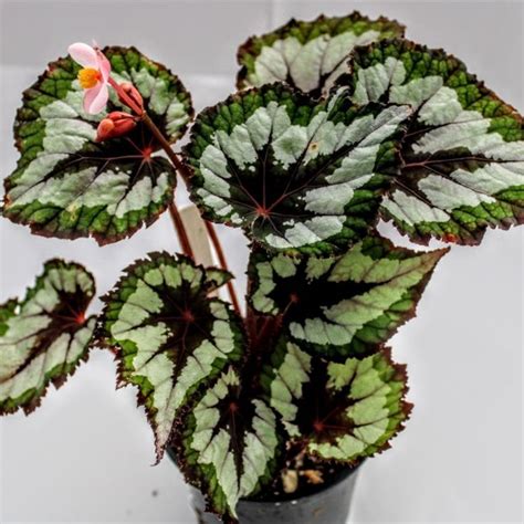 Rex Begonia Platinum Bff Exclusive Begonia House Plants Indoor