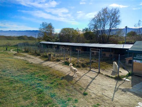 ცხოველების სოფელი რიჩი Gspsa