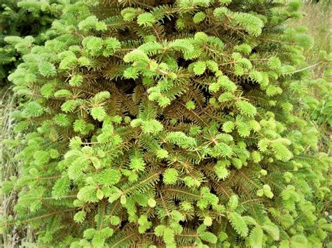 Spruce Spider Mites A Key Cool Season Mite Pest — Plant And Pest Advisory