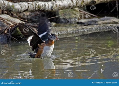 Vrouwelijke Afrikaanse Pygmy Gans Nettapus Auritus Op Het Water Stock Foto Image Of Water