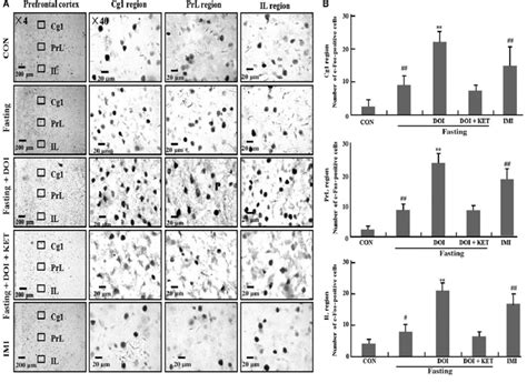 C Fos Expression In Cg1 Prl And Il Region Of Prefrontal Cortex Cg1 Download Scientific