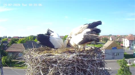 Cuib Berze Carpinis Judetul Timis Transmisiune Live Din Cuibul De Berze De La Cărpiniș Pentru