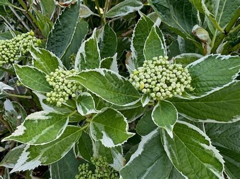 Hydrangea Macrophylla Variegata Variegated Hydrangea — Northwest Blooms