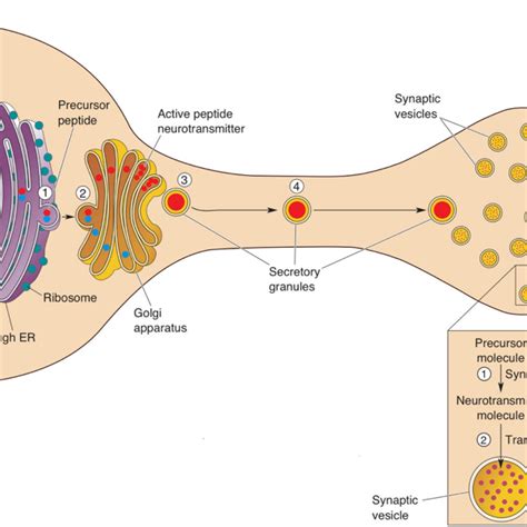 Neurotransmitter Synthesis