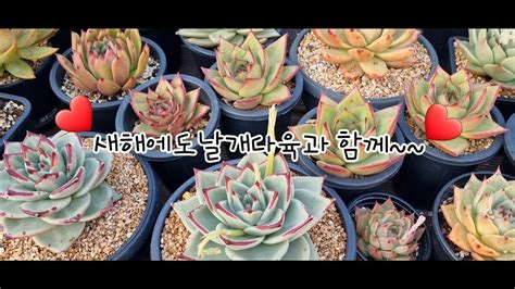 새해에도 날개다육과 함께~~ Youtube