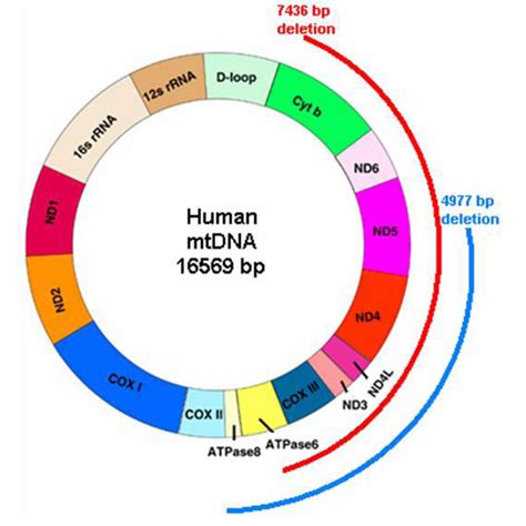 Pdf Detection Of Mitochondrial Dna Deletions In Heart Tissue With