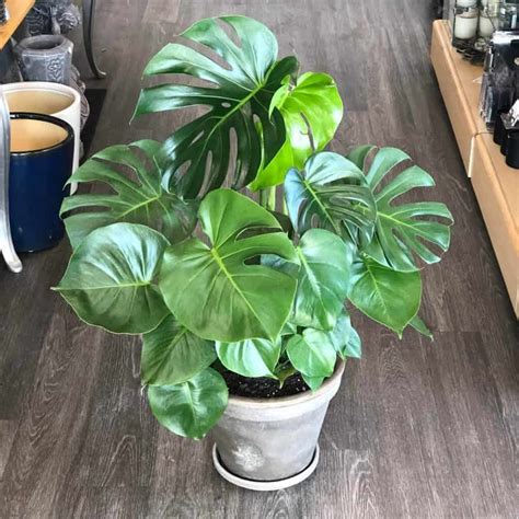 Split Leaf Monstera Plumeria Botanical Boutique
