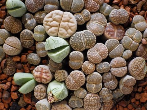 50 Lithops Pictures