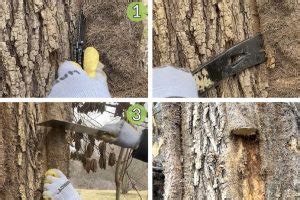 Rid Your Trees Of Poison Ivy Other Choking Vines Hobby Farms