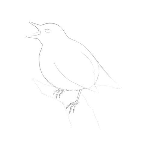 How To Draw A Bird Step By Step