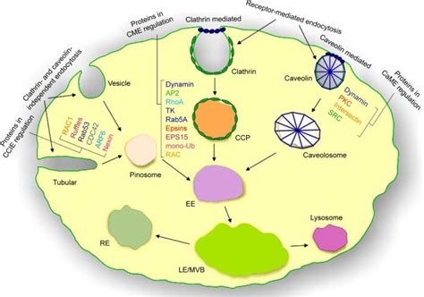 Different Endocytosis Routes Followed By Adc Download Scientific Diagram