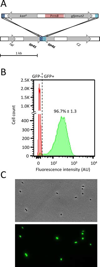 Phage Based Fluorescent Biosensor Prototypes To Specifically Detect Enteric Bacteria Such As E