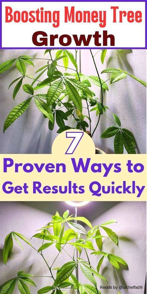 How Fast Do Money Trees Grow Factors Affecting Growth