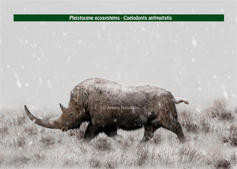 Coelodonta Antiquitatis Woolly Rhinoceros By Artemholubievgolubev On