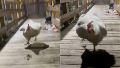 배고픔 참지 못하고 눈앞에 놓여 있는 먹이 발견하자마자 있는 힘껏 전력 질주하는 닭의 포효