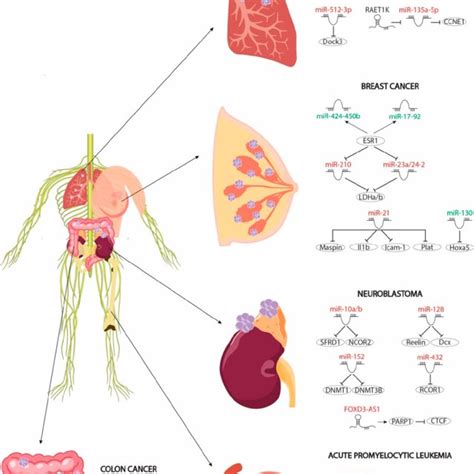 Schematic Representation Of The Different Non Coding Rnas Involved In