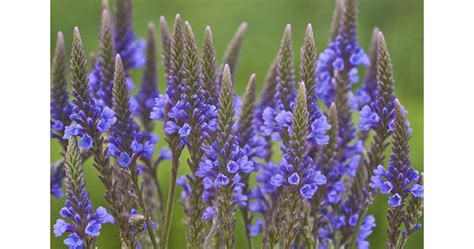 Вампирска билка бори жегата