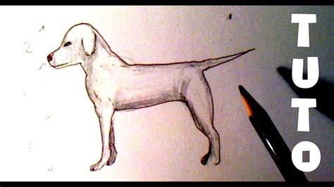 Comment Dessiner Un Chien Avec Paolo Chien Nouvelles