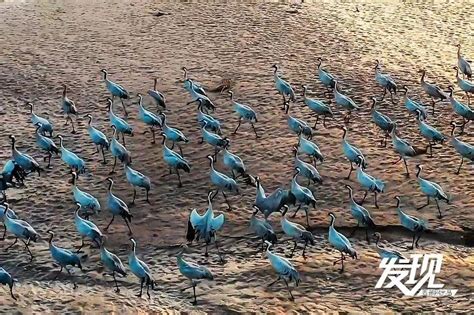 陕西黄河湿地 40多万只候鸟在此栖息越冬 中国网生态中国