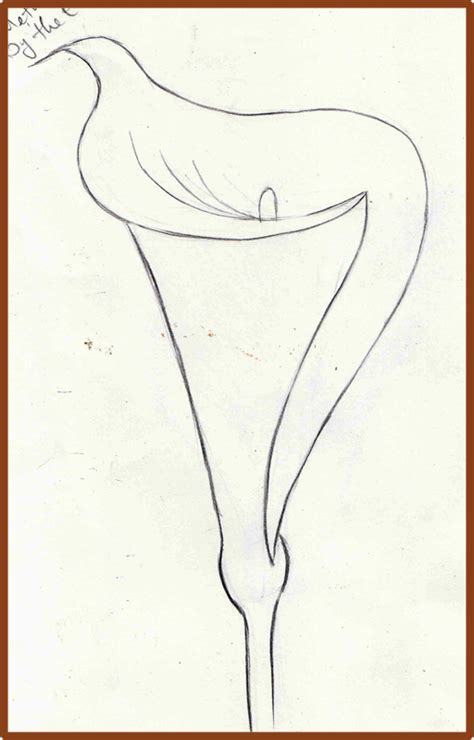 Weekly Doodles And Tuts How To Draw A Calla Lily Method 2