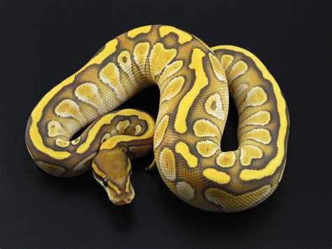 Ball Python Wallpapers Wallpaper Cave
