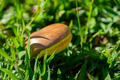 Premium Photo Wild Mushrooms Scientific Identification Not Located Which Only Grow Under The