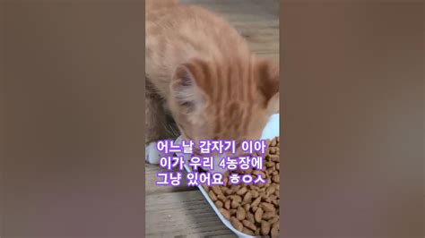 화성 샤론다육 Youtube