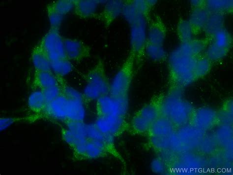 Fibrillin 1 Antibody Cl488 26935 Proteintech
