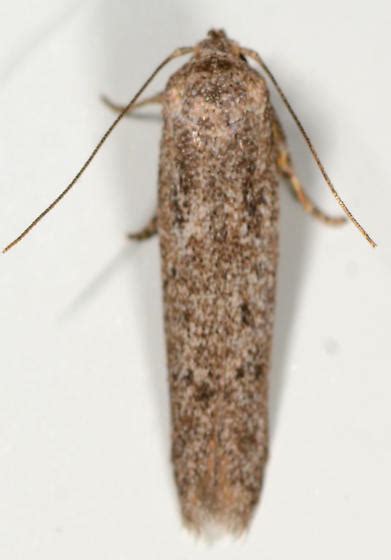 Unknown Micro BugGuide Net